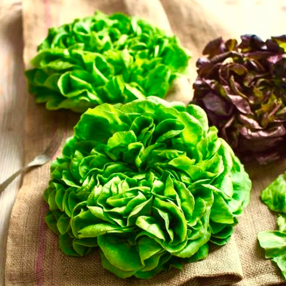Comprar Lechuga Salanova 3 pack | Walmart Guatemala
